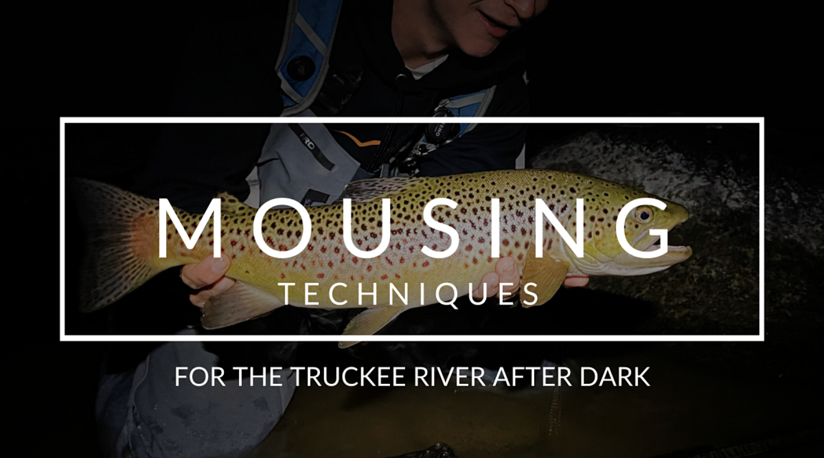 Mousing for Monsters: Night Fly Fishing on the Truckee River – Reno Fly ...